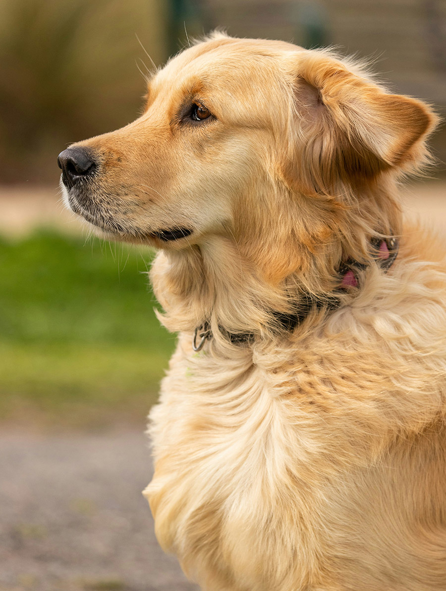 About Me - The Dog Training Company
